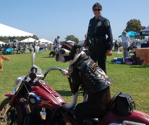 Chopper the Biker dog